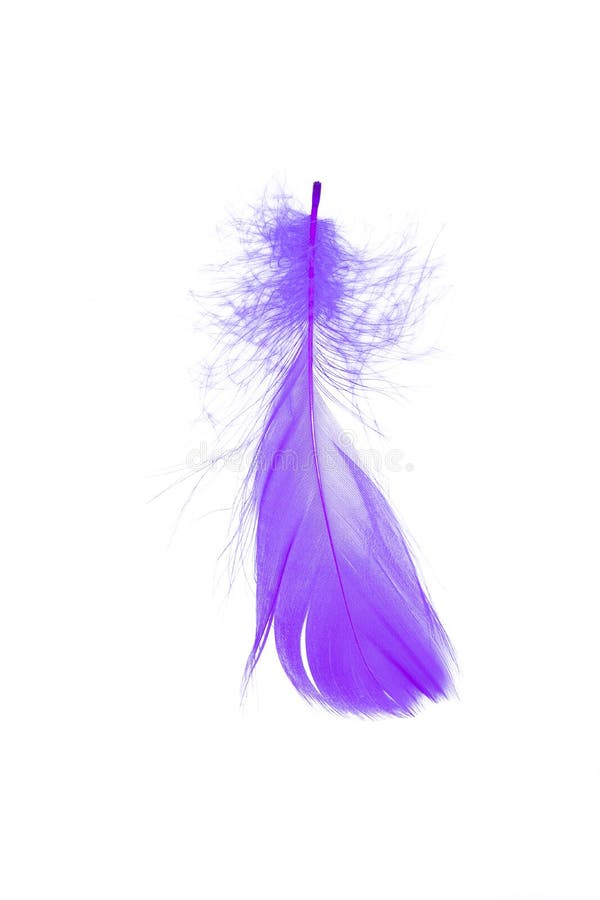 Single Purple Feather Isolated on White Background, Soft and Delicate ...