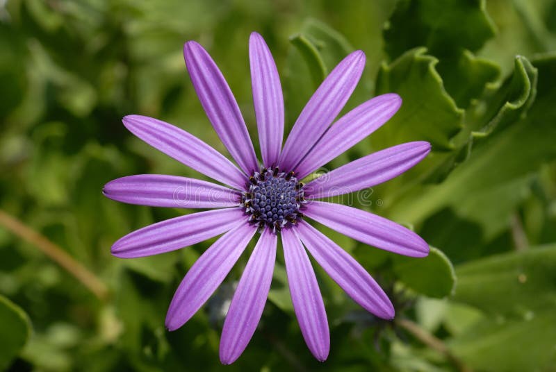 Single purple flower stock image. Image of countries - 10162403