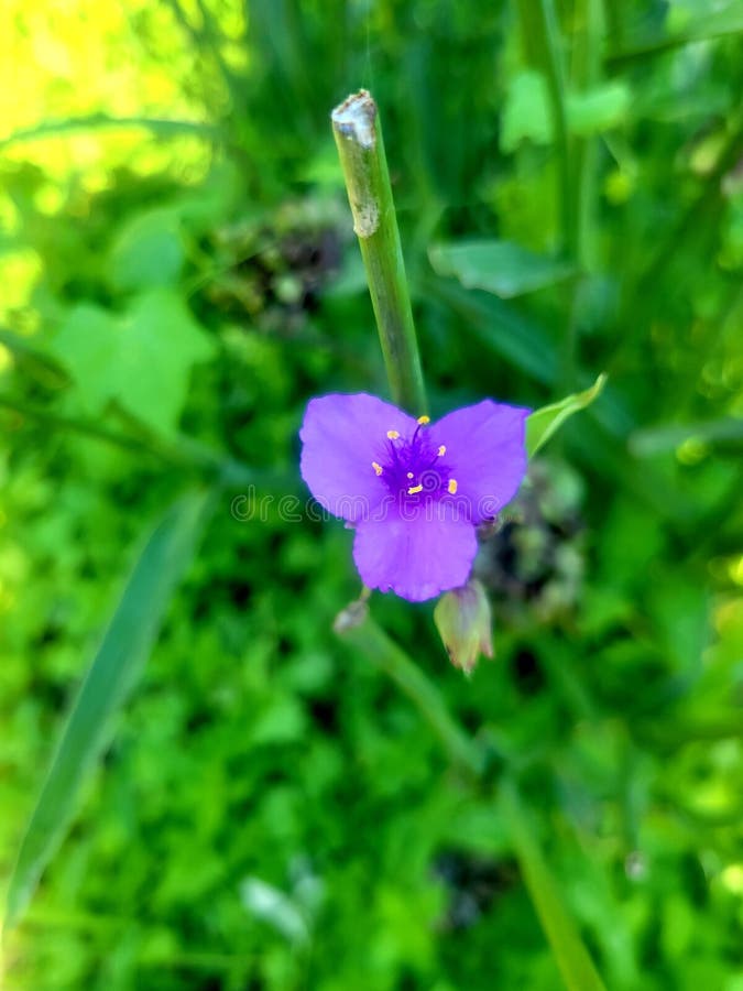 Single Purple Flower stock photo. Image of plant, meadow - 221669802