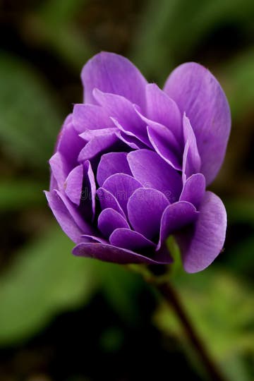 Single Purple Flower stock image. Image of colorful, petals - 535511
