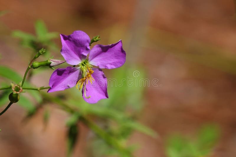 Single Purple Flower Blooming on a Tree Branch Against a Lush Forest ...