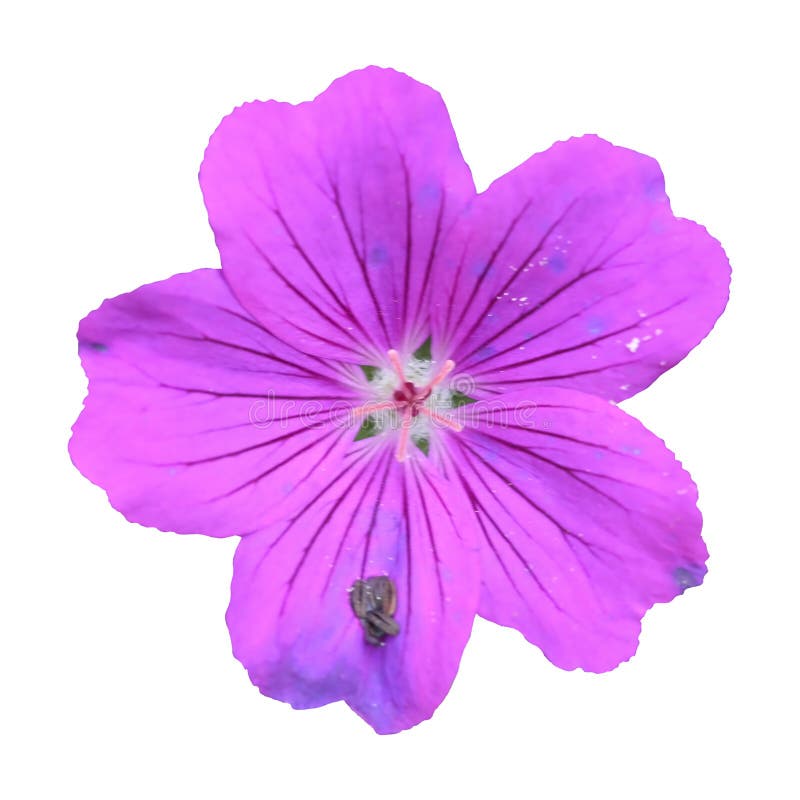 A Single Purple Flower stock image. Image of summer - 329708199