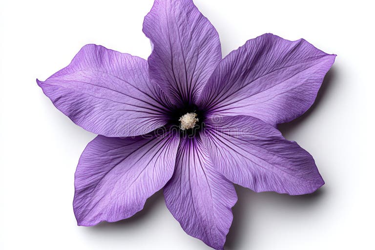 A Single Purple Flower on a White Background Stock Photo - Image of ...