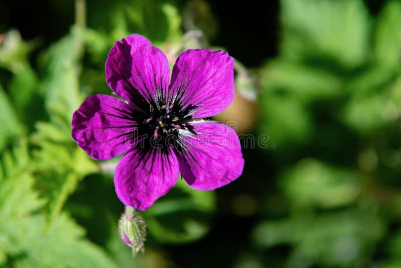 Single Purple Geranium Flower in Sunlight Stock Image - Image of nature ...