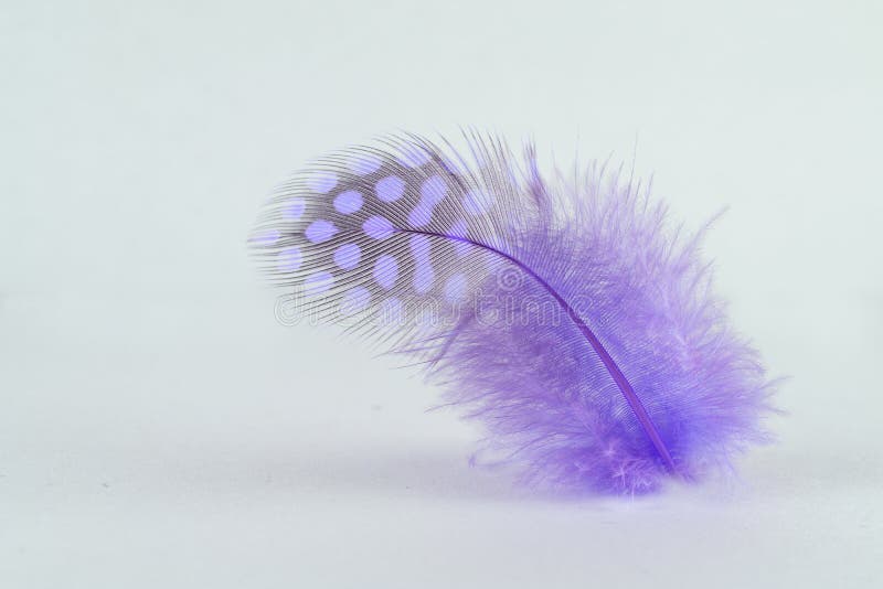 Single Purple Lupin stock image. Image of close, border - 73296315