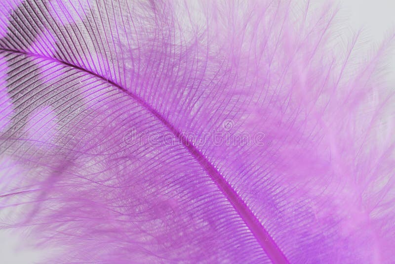 Single Purple Lupin stock image. Image of close, border - 73296315