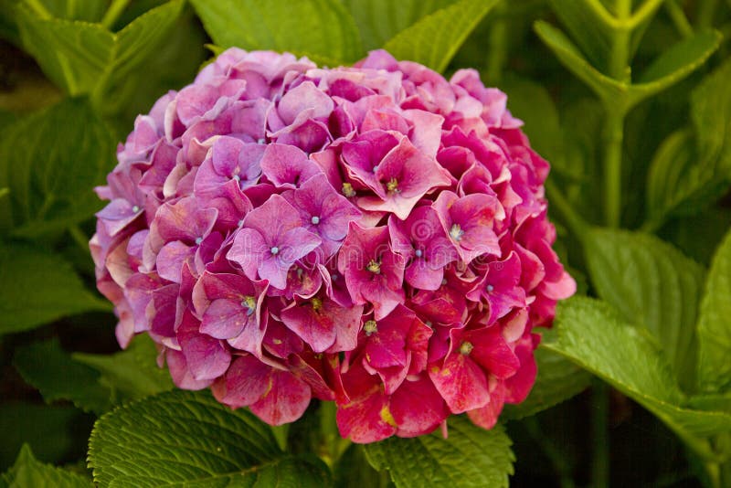 Single Purple Hydrangea Flower Stock Image - Image of hortensia, grow ...