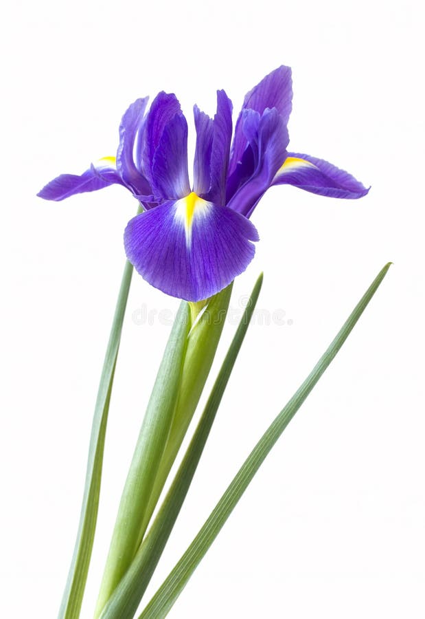 Single Purple Iris Flower Royalty Free Stock Photo - Image: 29230285