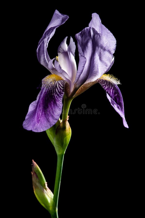 A Single Purple Iris with Prominent Petals and a Bud Against a Black ...