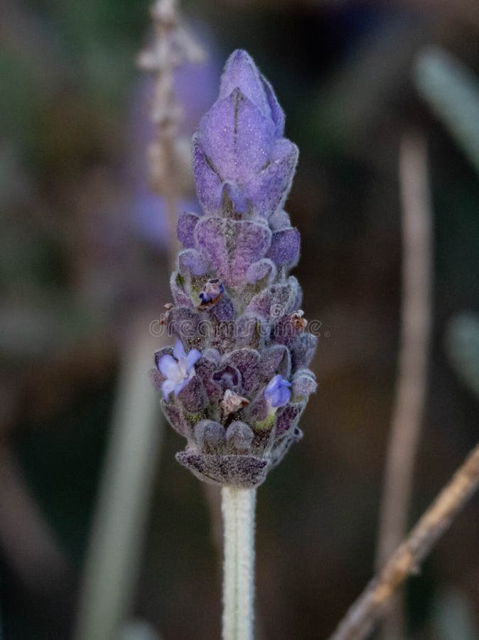Single purple Lavender stock photo. Image of green, blossom - 124397182