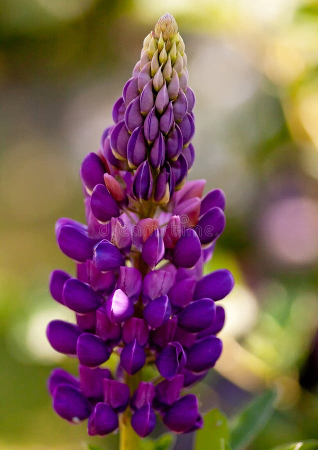 Purple lupin flowers stock image. Image of grow, meadow - 3251239
