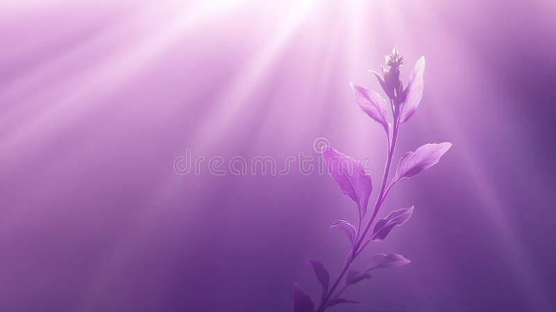 Single Purple Plant Backlit by Sun Rays Stock Photo - Image of gentle ...