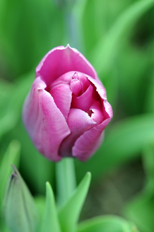 Single purple tulip stock photo. Image of elegance, colorful - 50701854