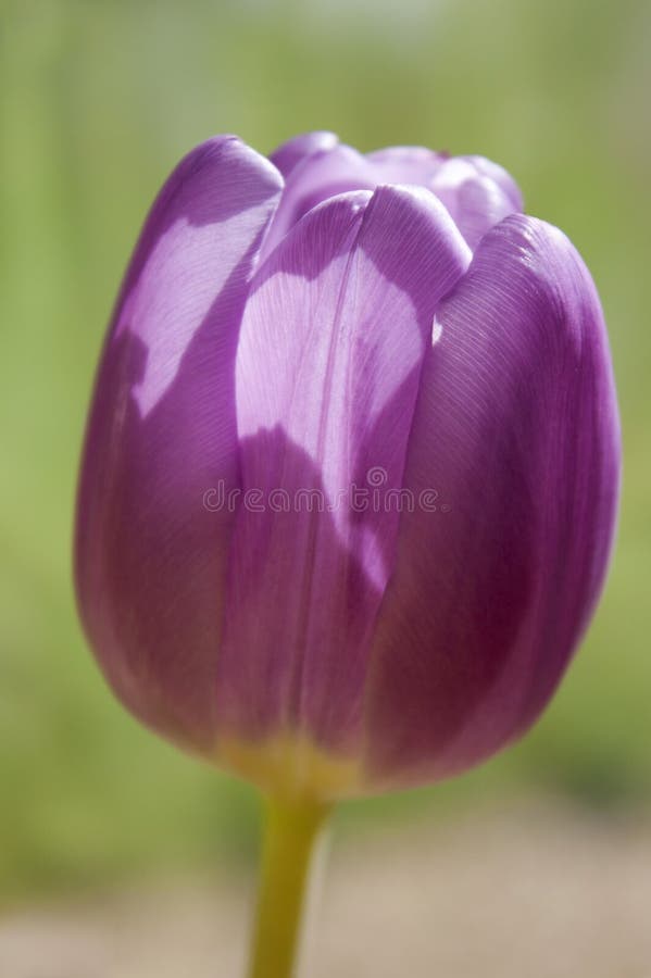 A Single Purple Tulip Up Close Stock Image - Image of love, bright ...