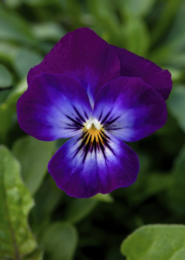 Single purple viola stock image. Image of blossom, colorful - 200456307