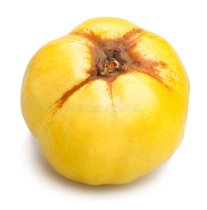 609 Single Quince Stock Photos - Free & Royalty-Free Stock Photos from ...