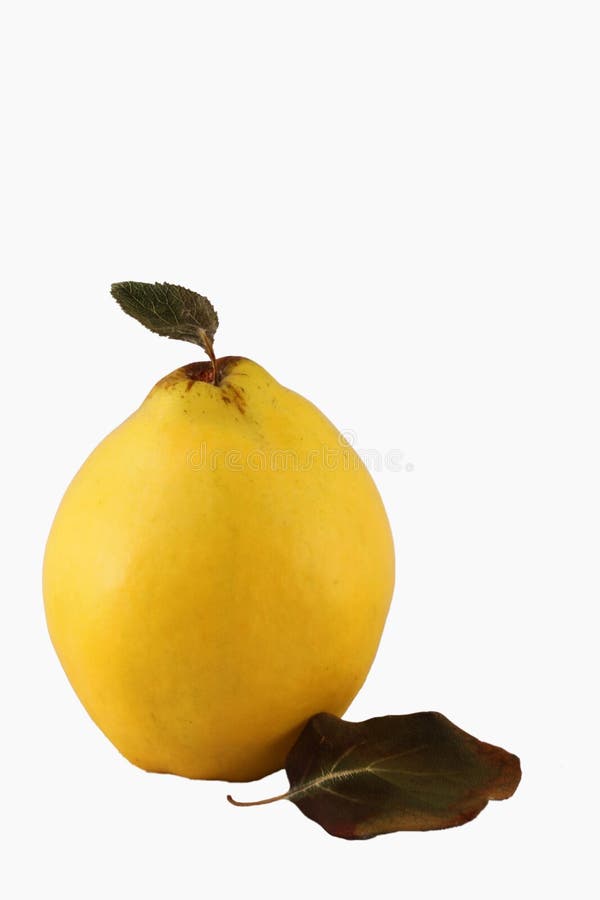 Single Quince on the White Background Stock Image - Image of macro ...