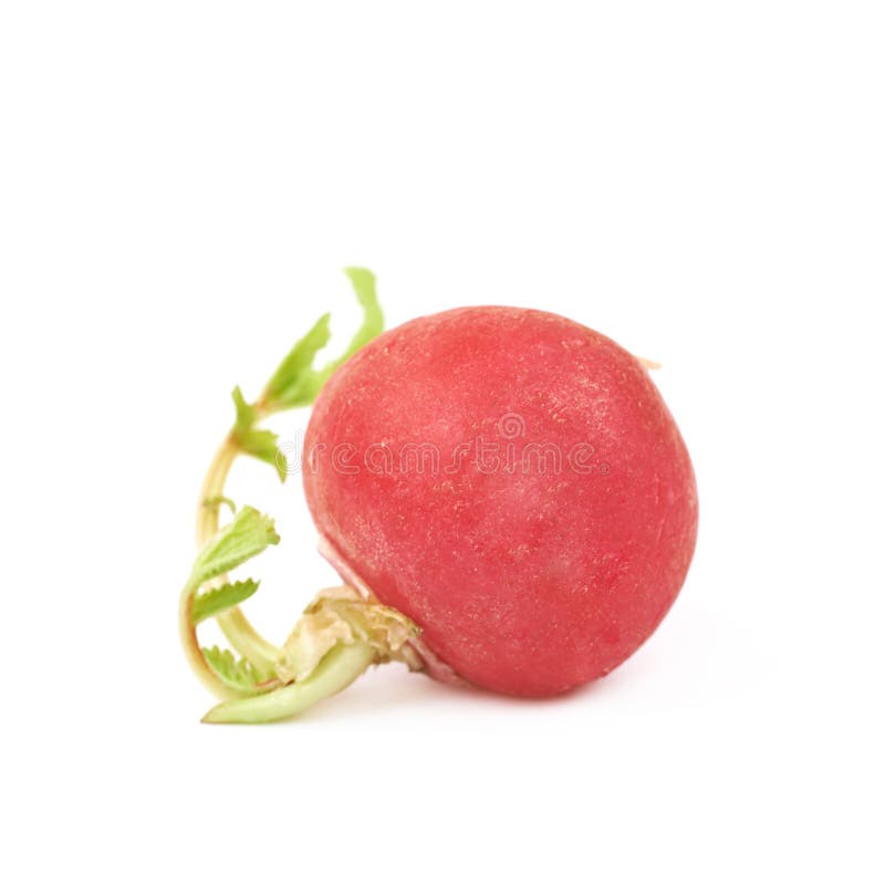 Single radish stock image. Image of leaf, organic, fresh - 24221315