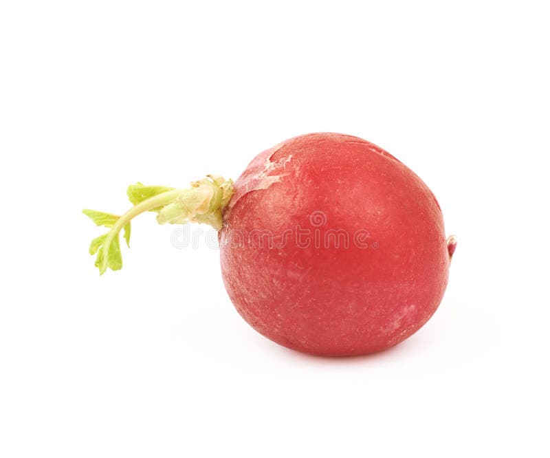 Single radish stock image. Image of leaf, organic, fresh - 24221315