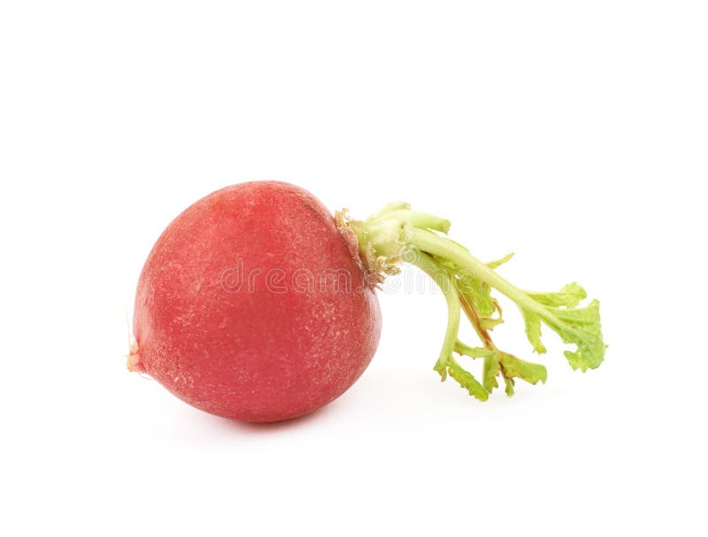 Single radish isolated stock photo. Image of nature - 120939060