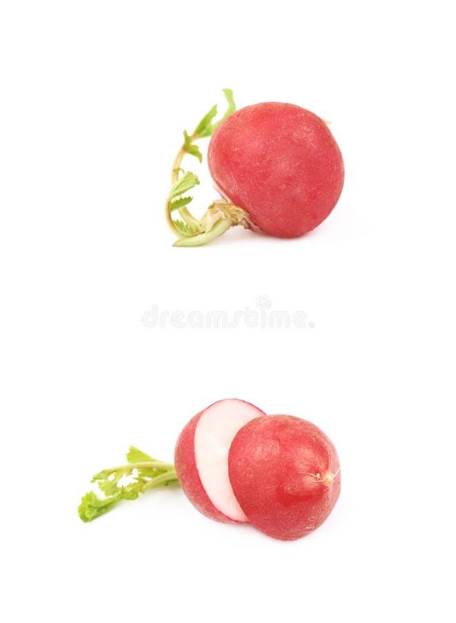 Single radish stock image. Image of leaf, organic, fresh - 24221315
