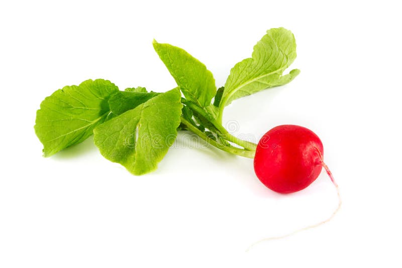 Single radish stock image. Image of leaf, organic, fresh - 24221315