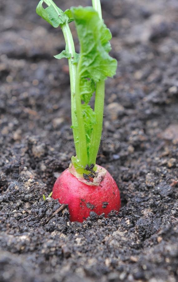 Single radish stock image. Image of leaf, organic, fresh - 24221315