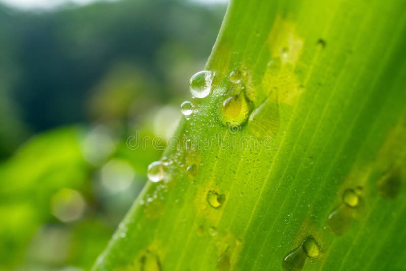 One drop only will fall stock image. Image of closeup - 119902635