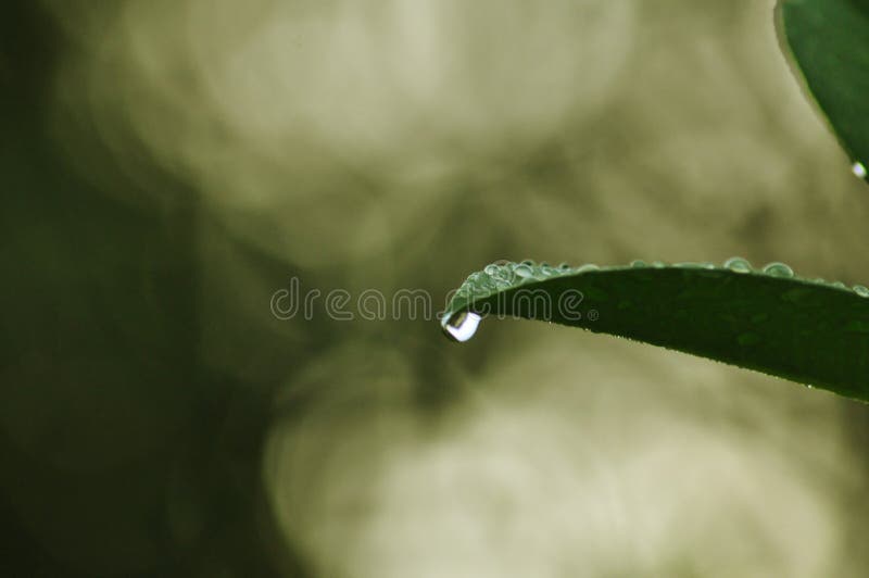 9,280 Single Rain Drop Stock Photos - Free & Royalty-Free Stock Photos ...