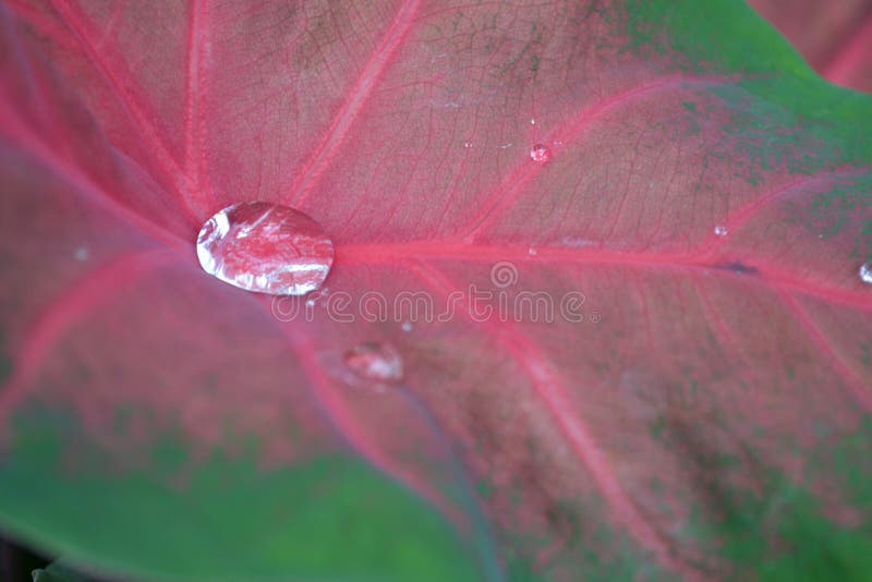Single Raindrop on Leaf Up-Close Stock Photo - Image of green, rain ...