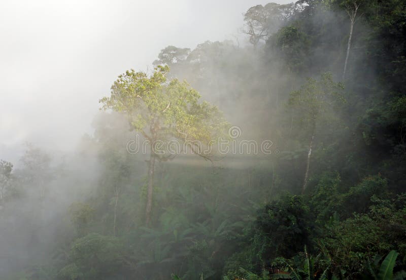 Single Rainforest Tree in the Fog with Sunrays Pattern Stock Image ...