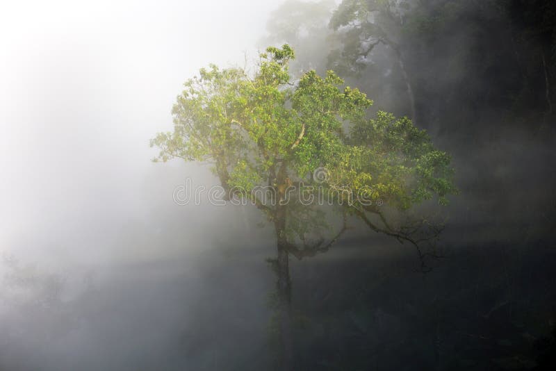 Single Rainforest Tree in the Fog with Sunrays Pattern Stock Photo ...