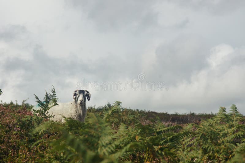 Single Ram Looking at Camera Stock Image - Image of animal, country ...