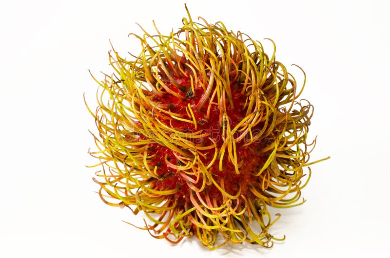 Single Rambutan Fruit Isolated on White Stock Photo - Image of shell ...