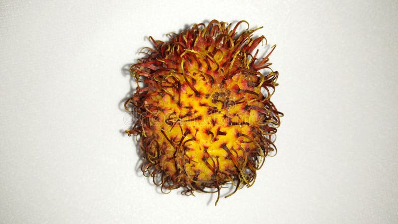 Single rambutan isolated stock photo. Image of close - 121055794