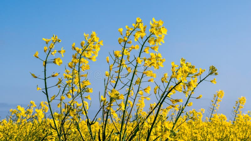 Single Flowers in Front of a Field Stock Photo - Image of rural ...