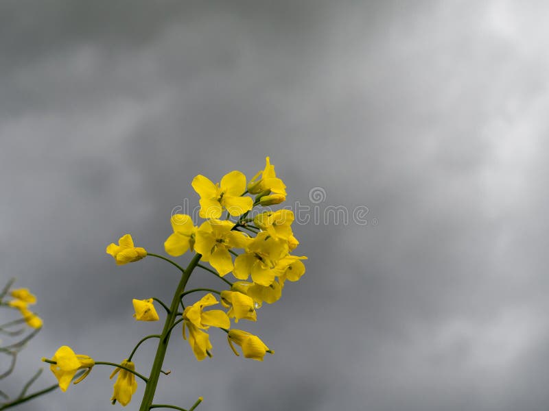 Single rapeseed flower stock image. Image of landscape - 40693369