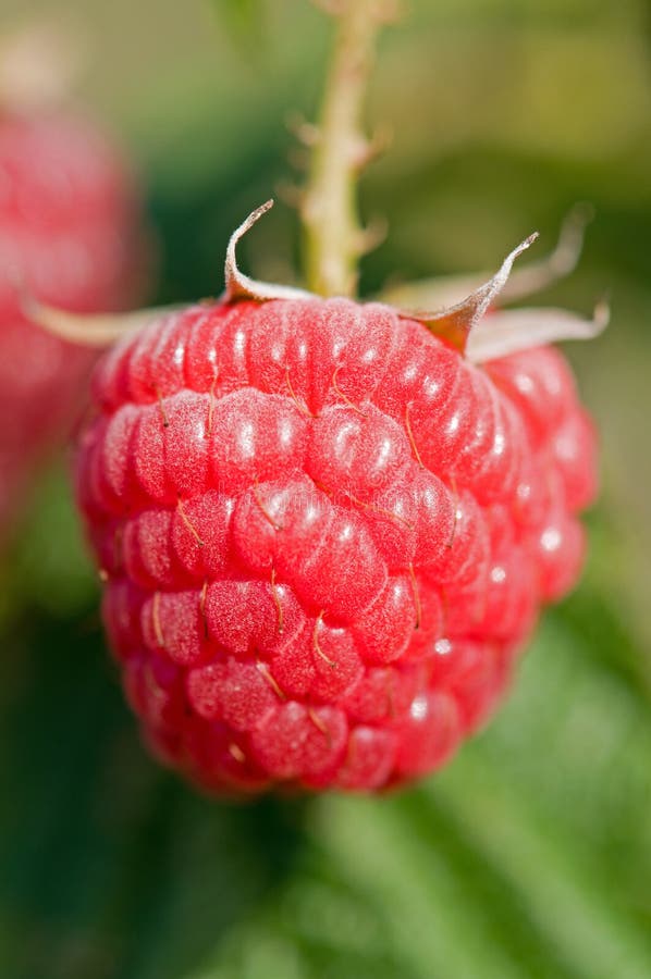 Single raspberry stock photo. Image of macro, detail - 11011418