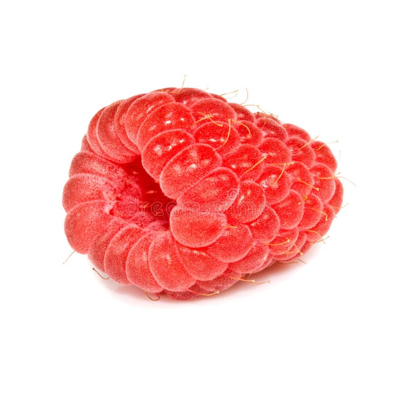 Single raspberry closeup stock photo. Image of isolated - 60249526