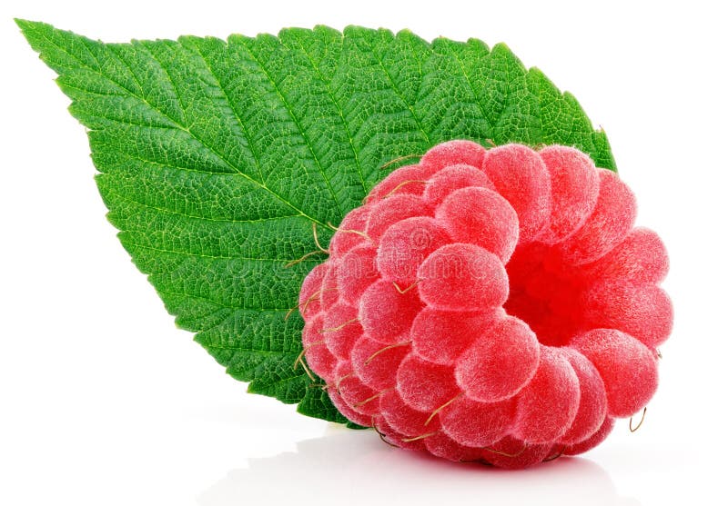 Single Raspberry Fruit Isolated on White Stock Photo - Image of diet ...