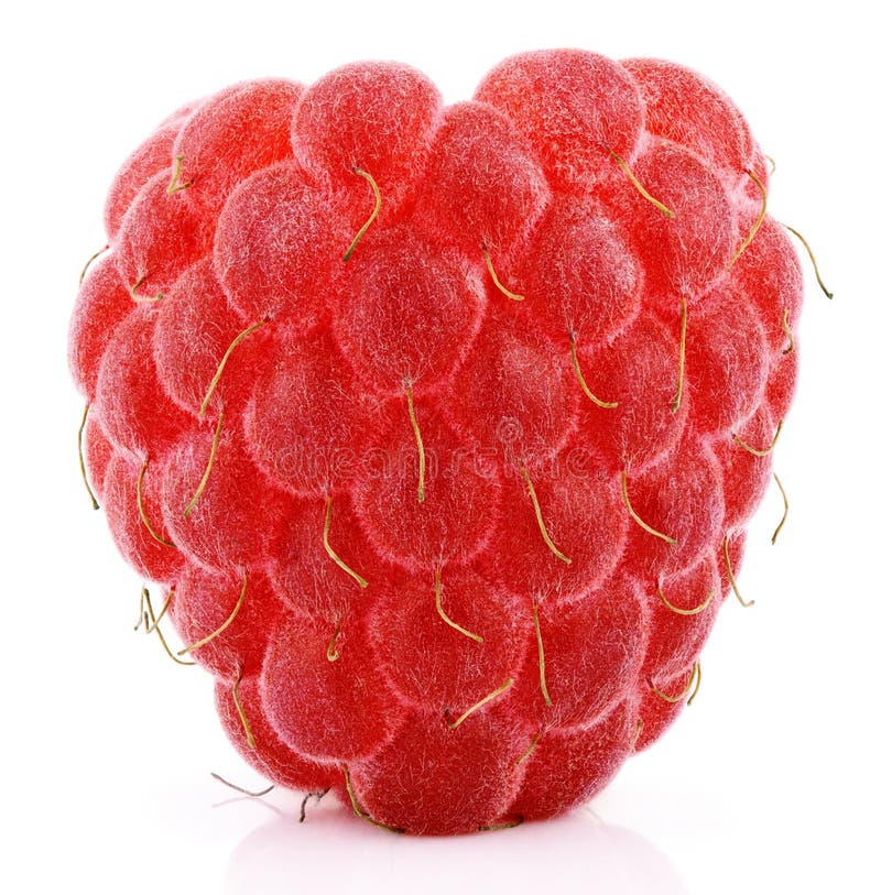 Single Raspberry Fruit Isolated on White Stock Image - Image of object ...
