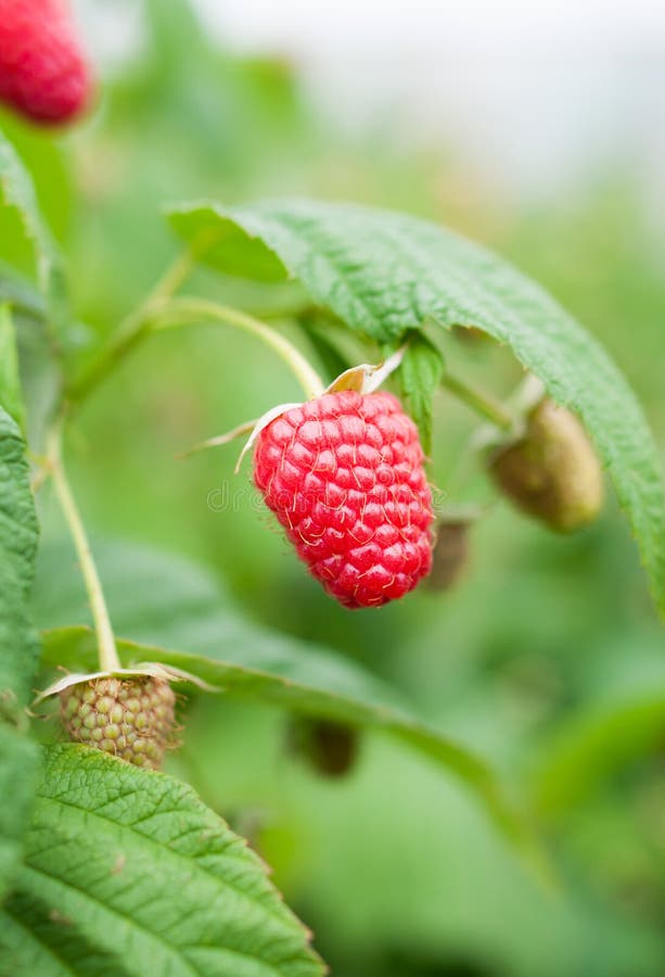 Single raspberry stock image. Image of growing, tasty - 44305973