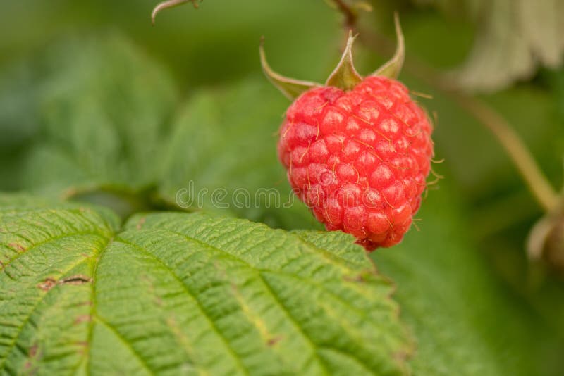 Single raspberry stock photo. Image of leaf, season - 126739582