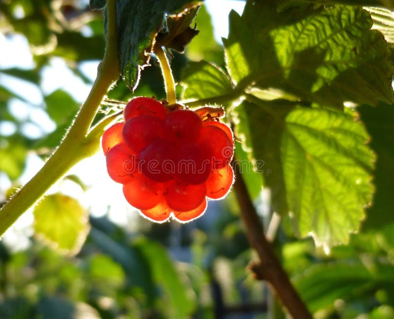 Single Raspberry Hangs on the Bush in Backlight. Rays of Sun Stock ...