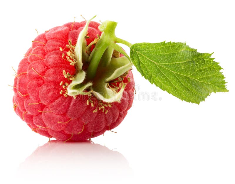 Single Raspberry Isolated on the White Background Stock Photo - Image ...