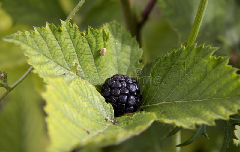 A single raspberry stock photo. Image of food, autumn - 264792298