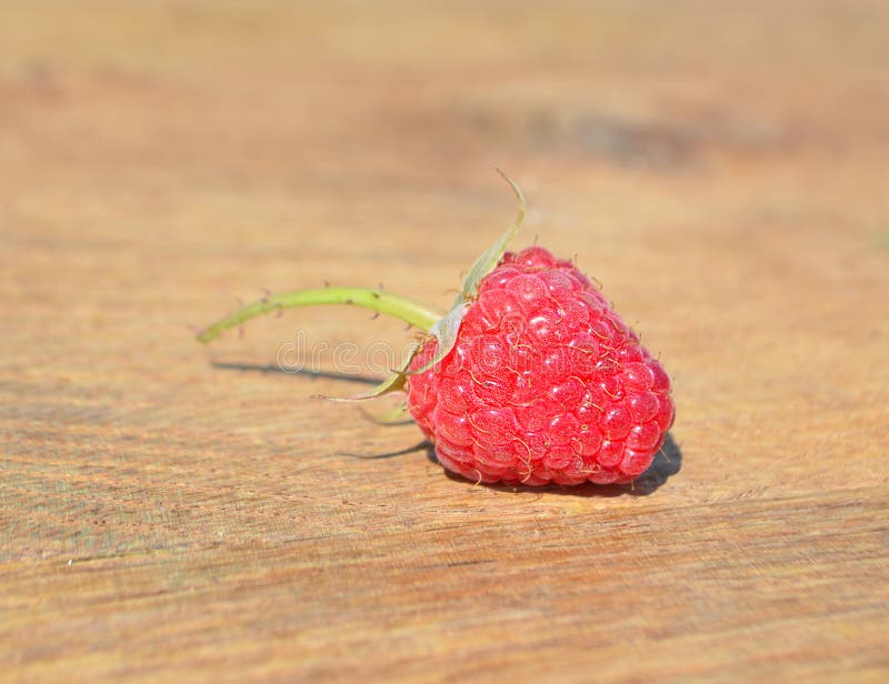 Single raspberry on wood stock photo. Image of diet, focus - 62980370