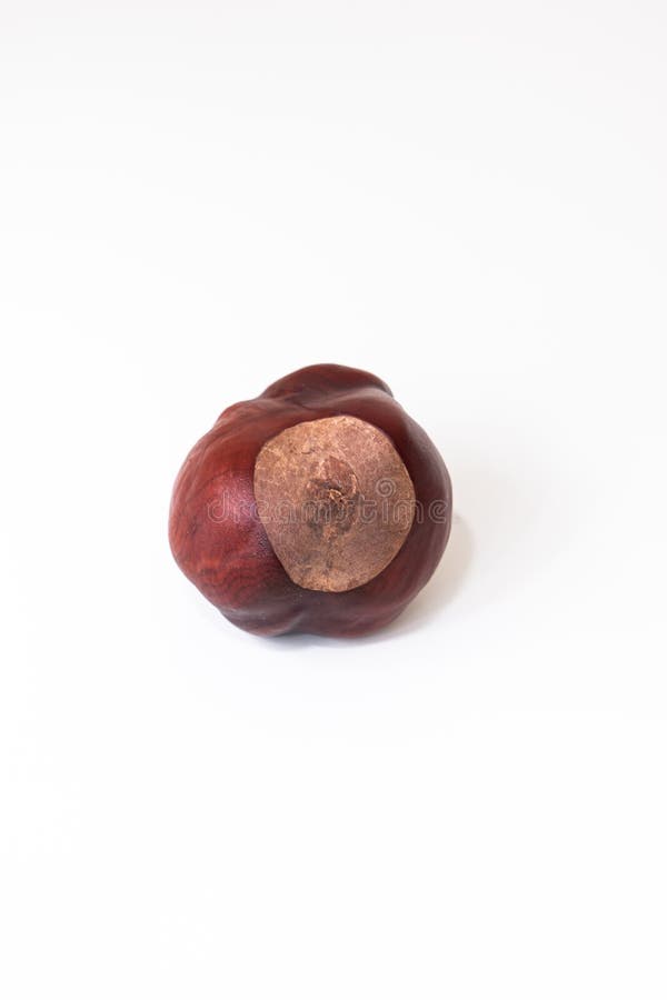 Single Raw Autumn Chestnut Macro Close Up Top View Isolated on White ...
