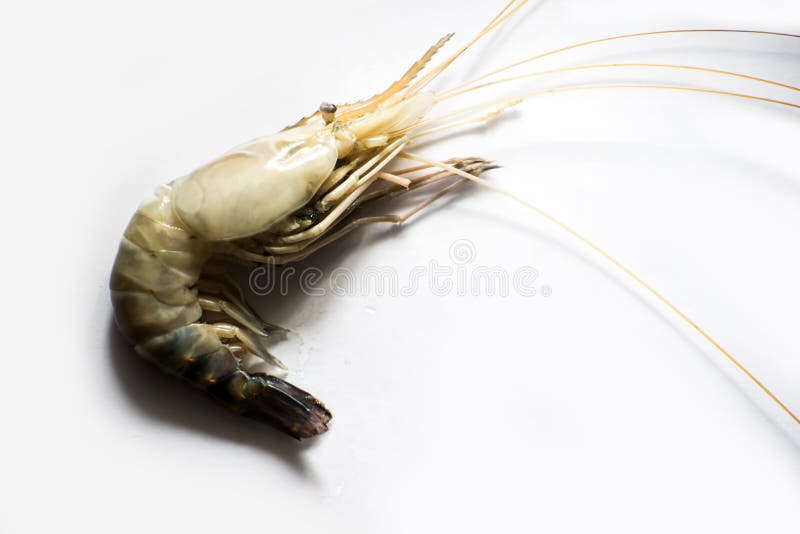 Single Prawn or Tiger Shrimp Isolated on White Background. Stock Image ...