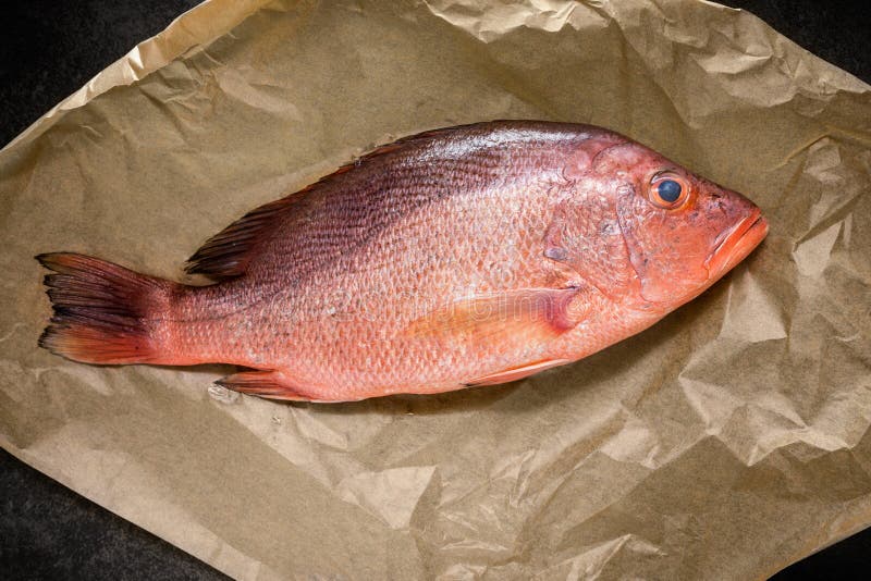 Single Raw Red Snapper Fish on Backing Paper, Top View Stock Photo ...